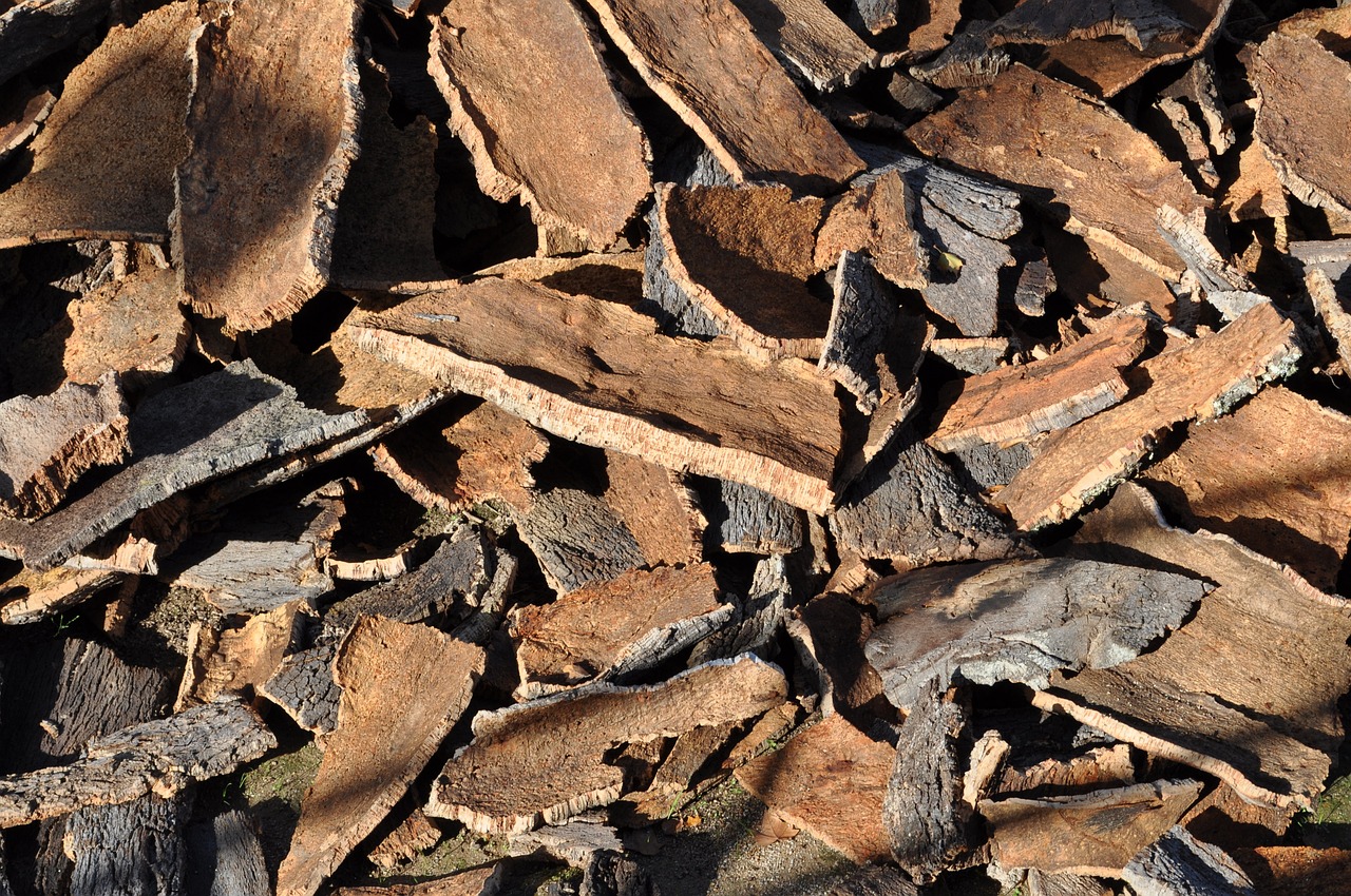 Cork Oak - Mediterranean Forest