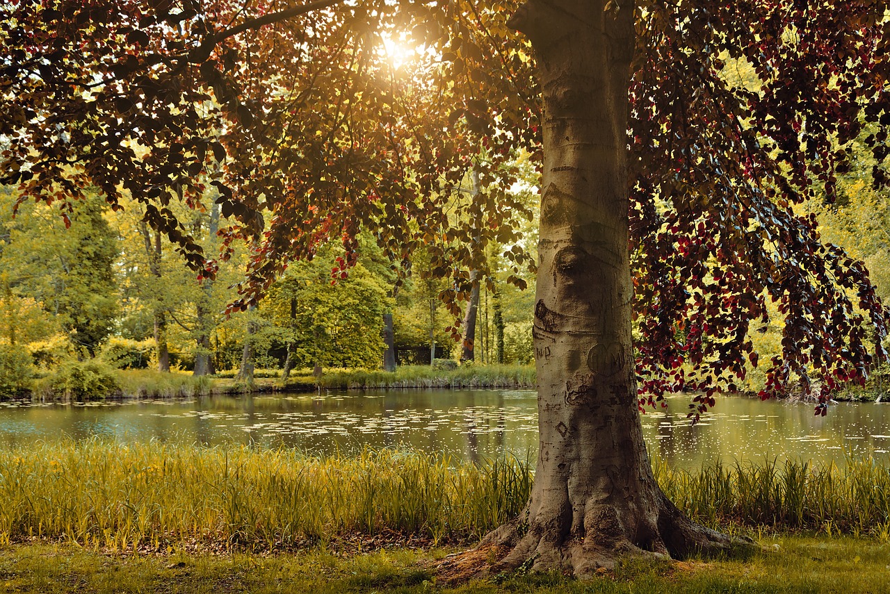 European Beech - Mediterranean Forest