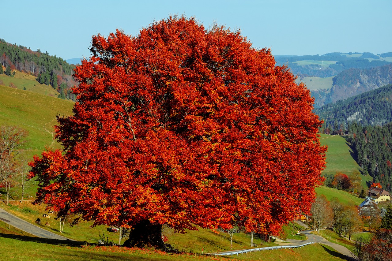 European Beech - Mediterranean Forest