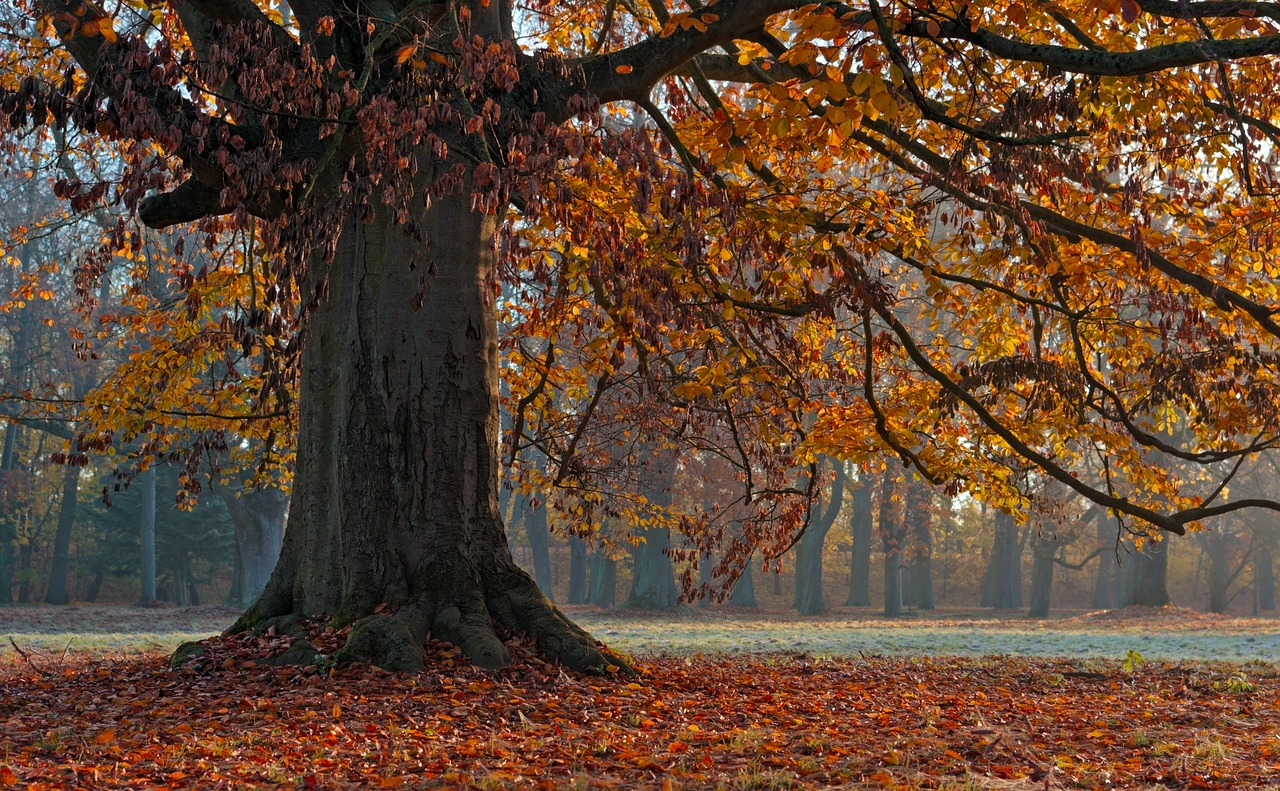 European Beech - Mediterranean Forest