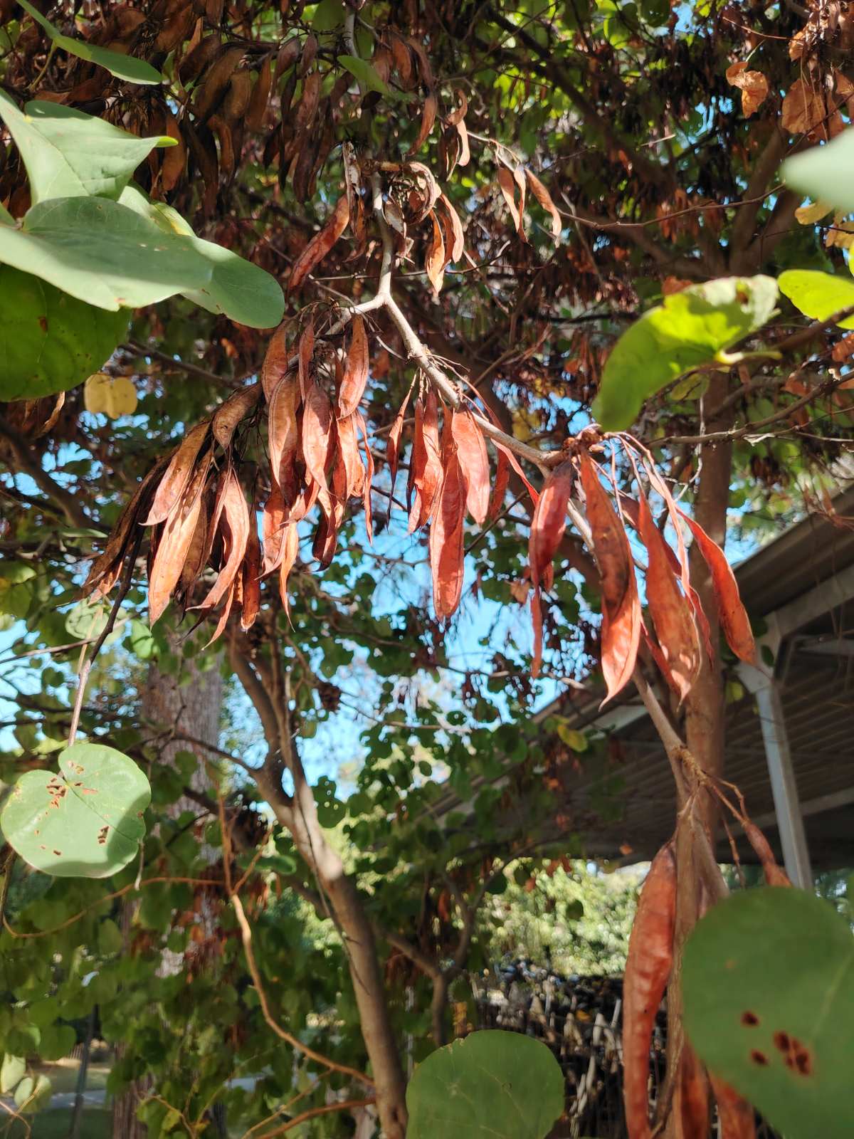 Carob Tree - Mediterranean Forest