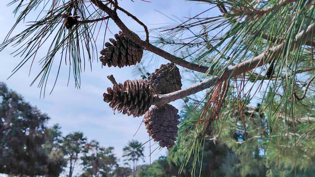 Stone Pine - Mediterranean Forest