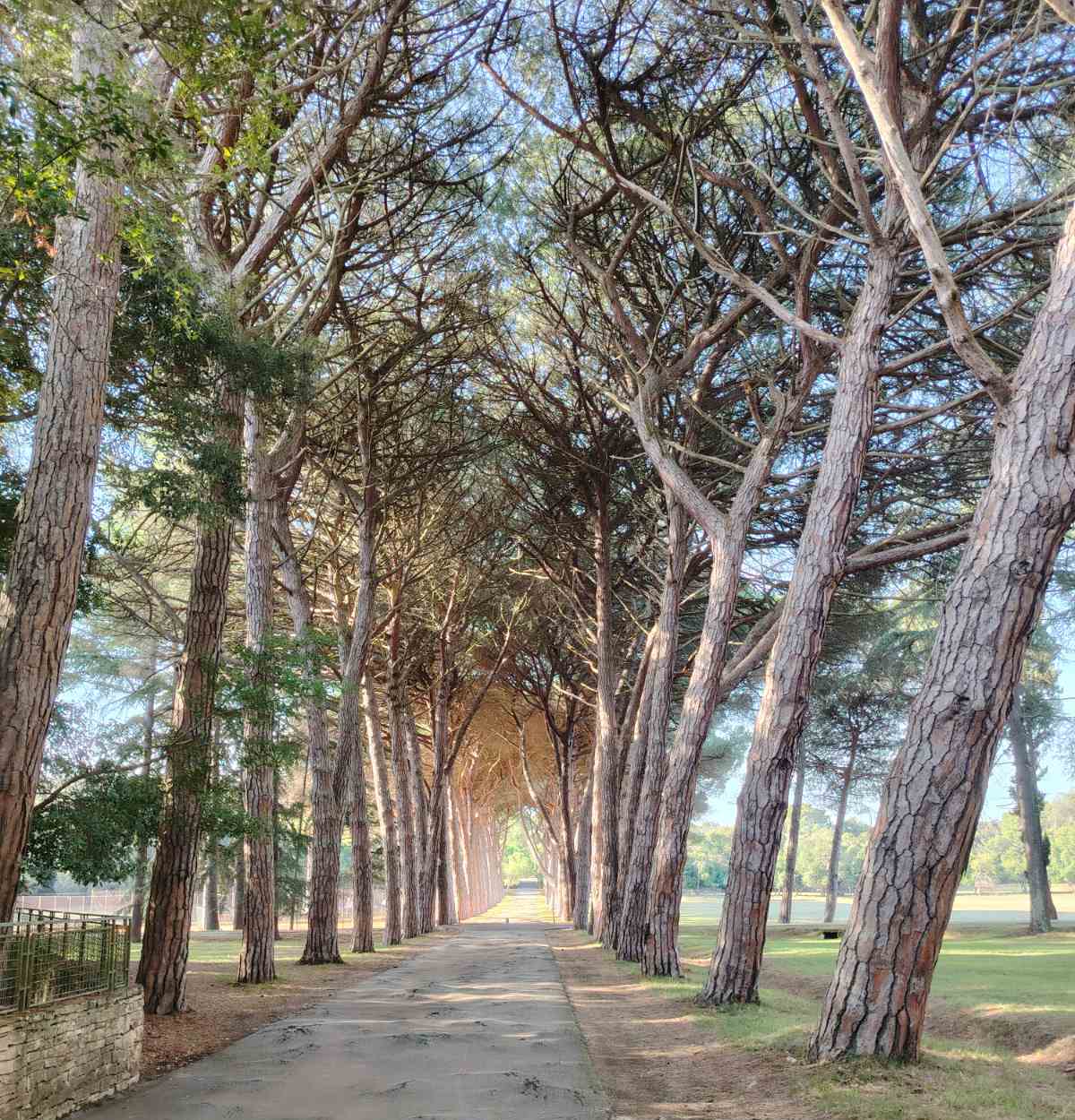 Stone Pine - Mediterranean Forest