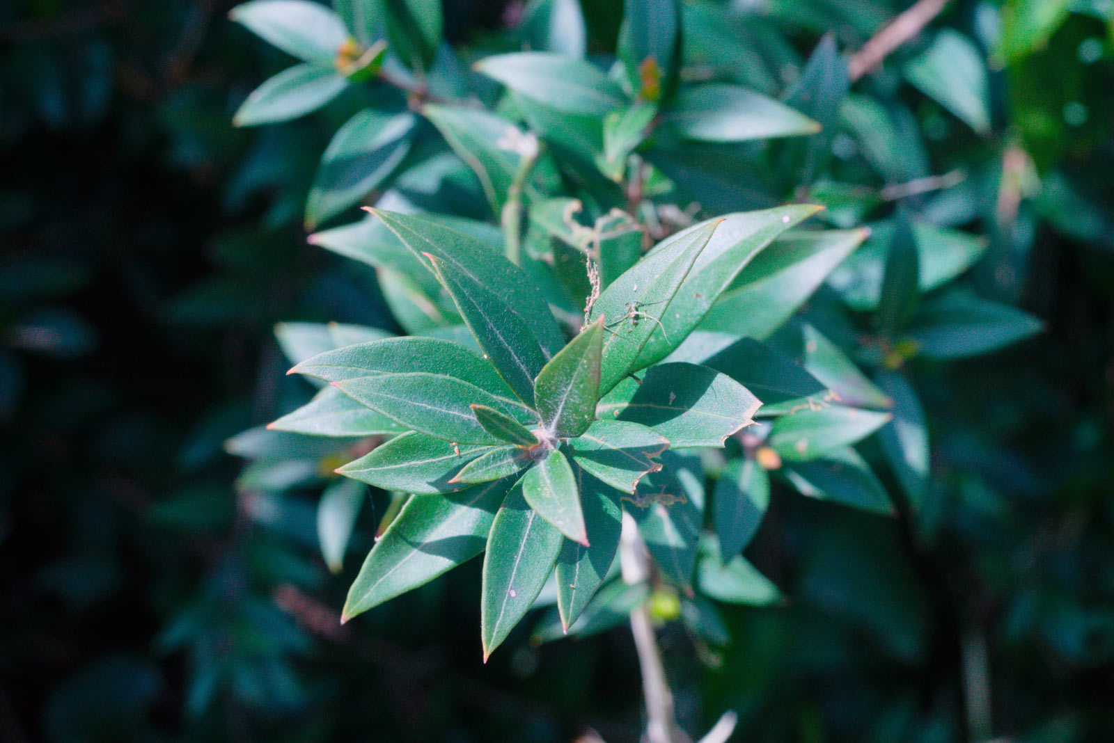 Myrtle - Mediterranean Forest