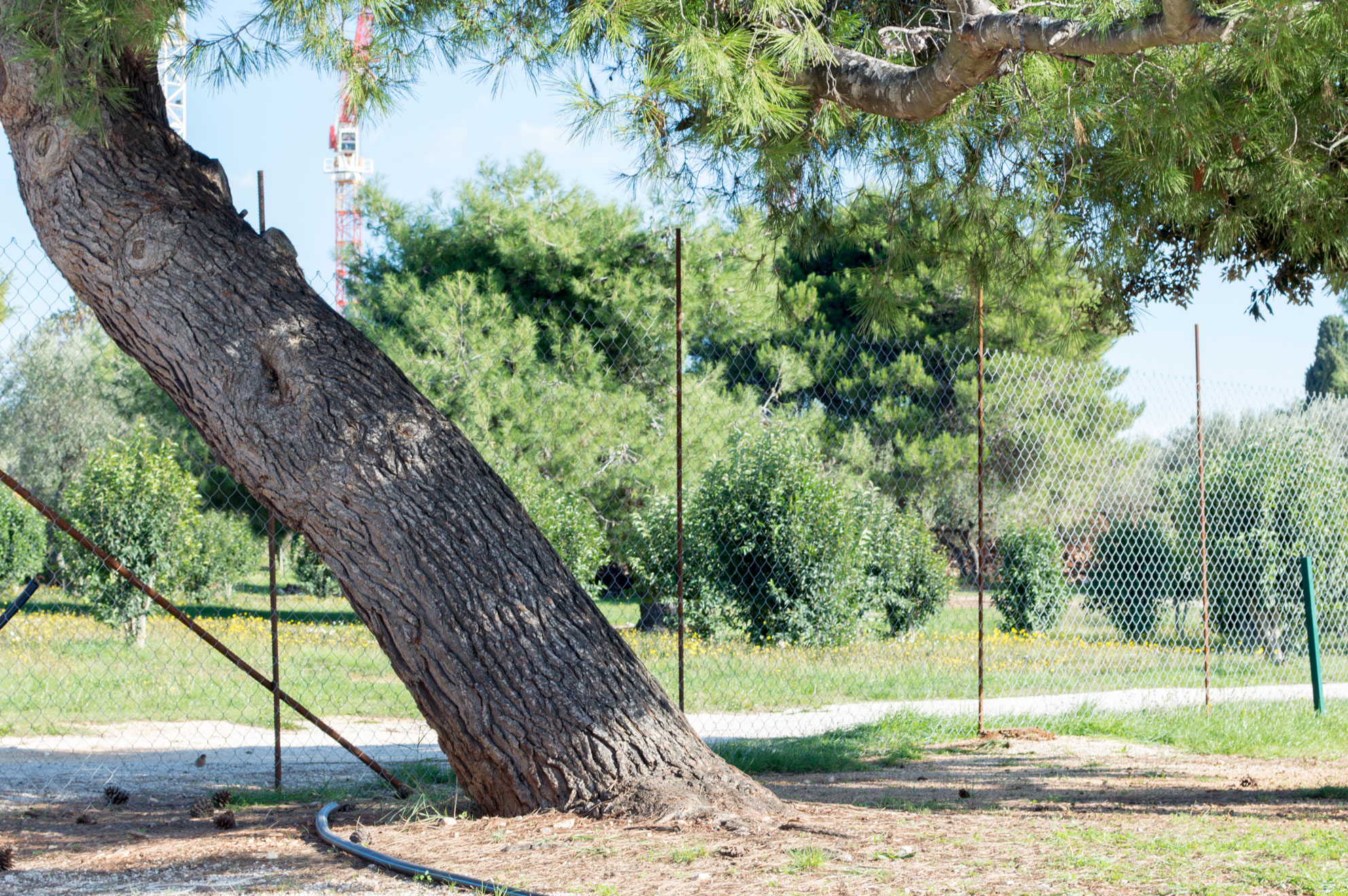 Aleppo Pine - Mediterranean Forest