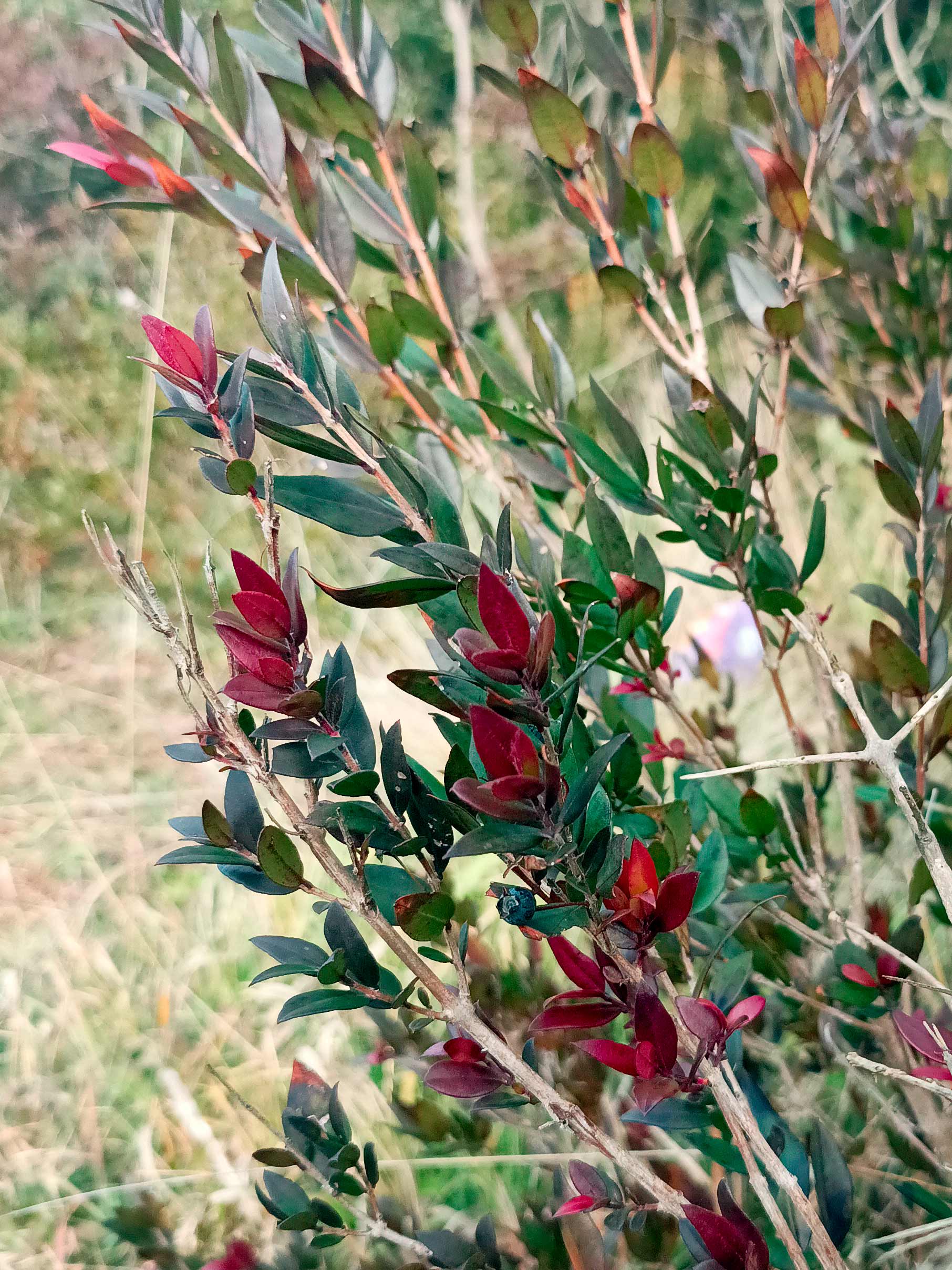 Myrtle - Mediterranean Forest