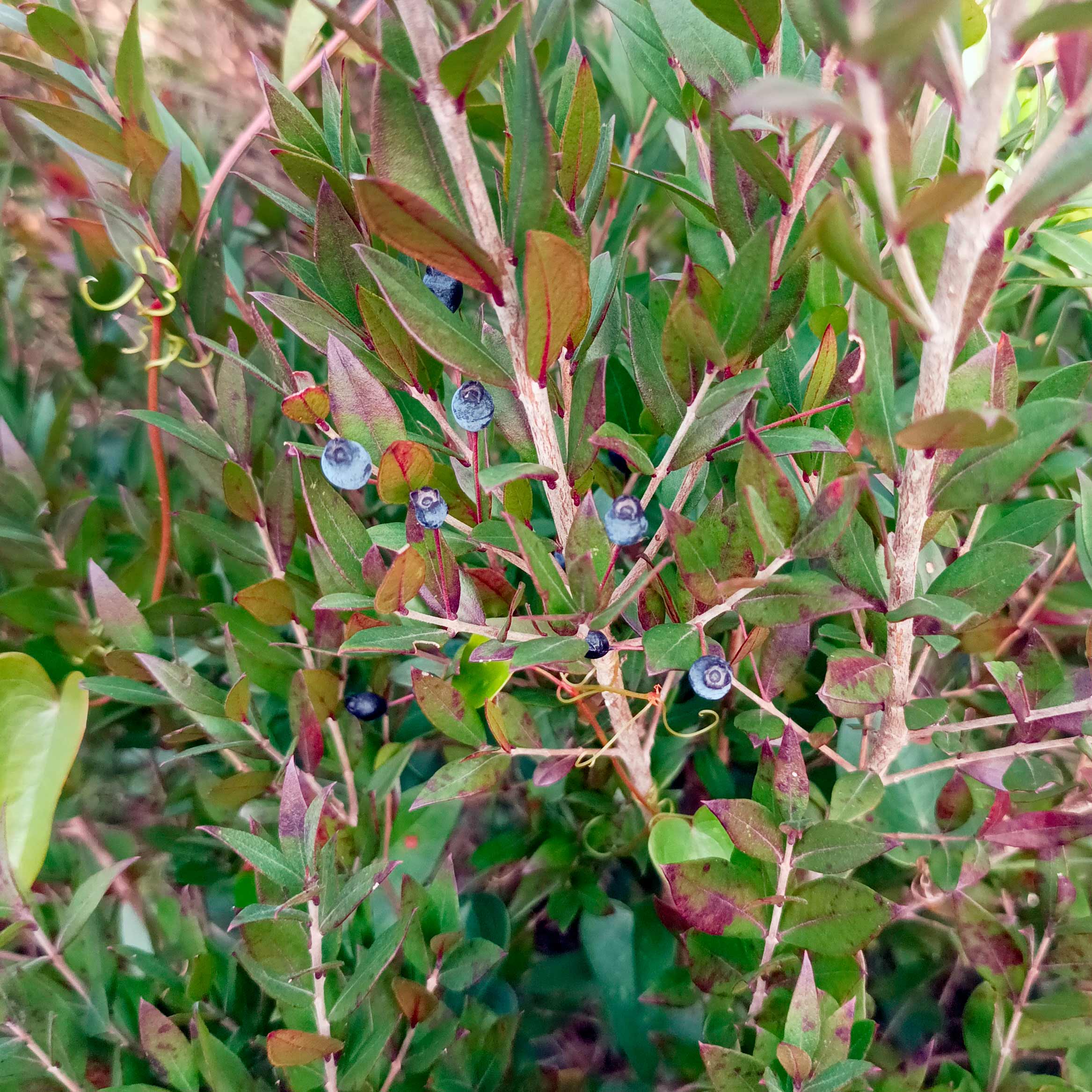 Myrtle - Mediterranean Forest