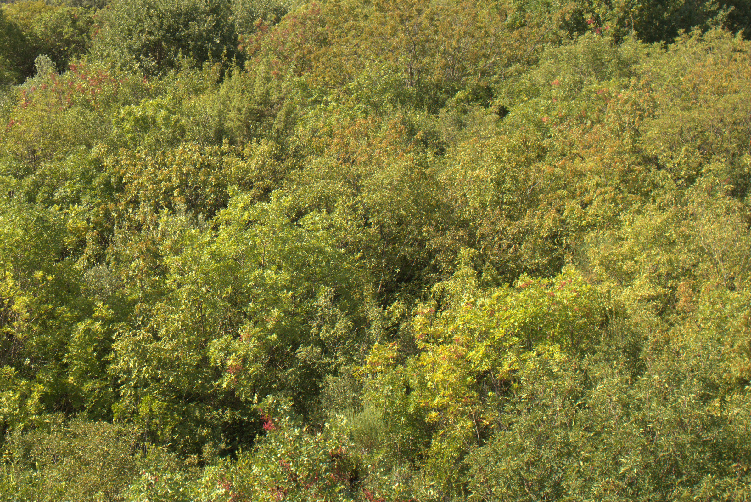 Plants - Mediterranean Forest