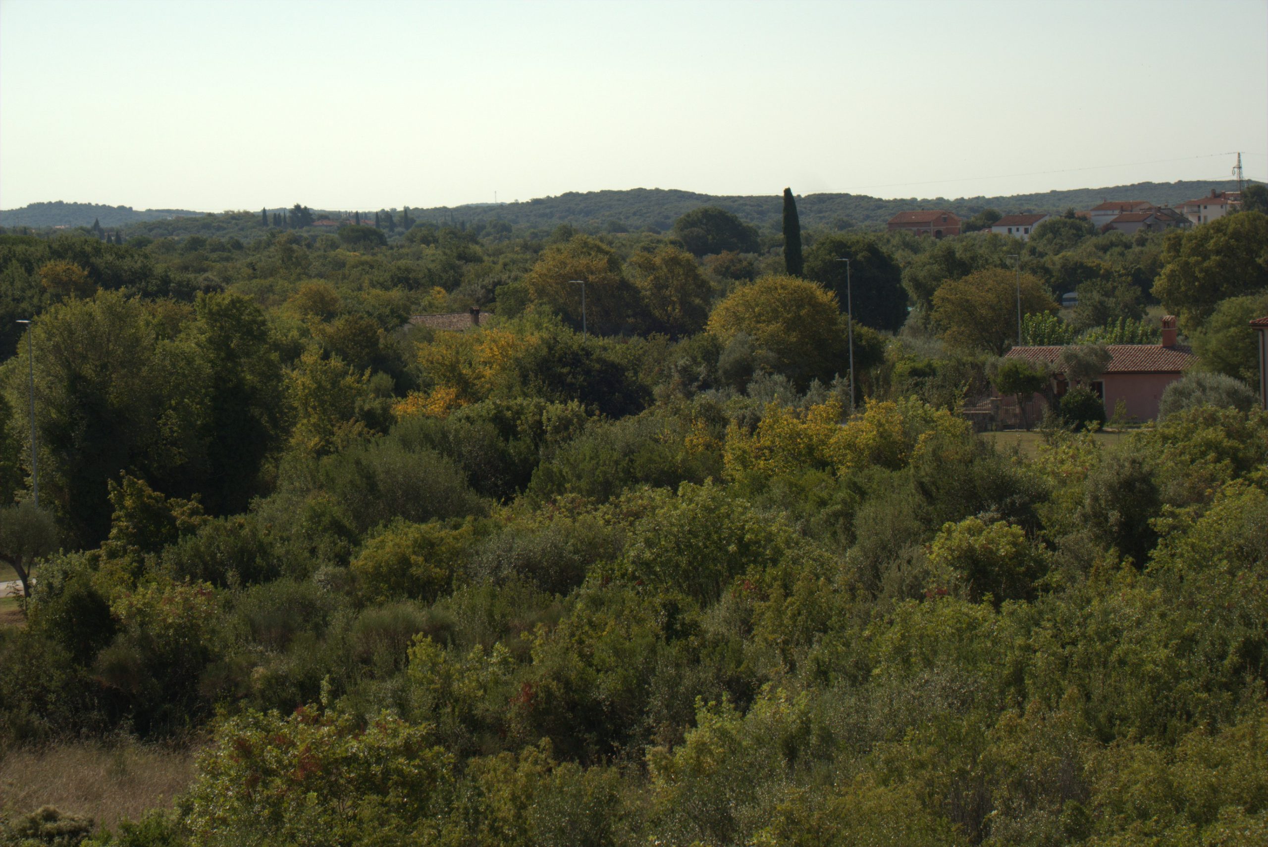 Plants - Mediterranean Forest