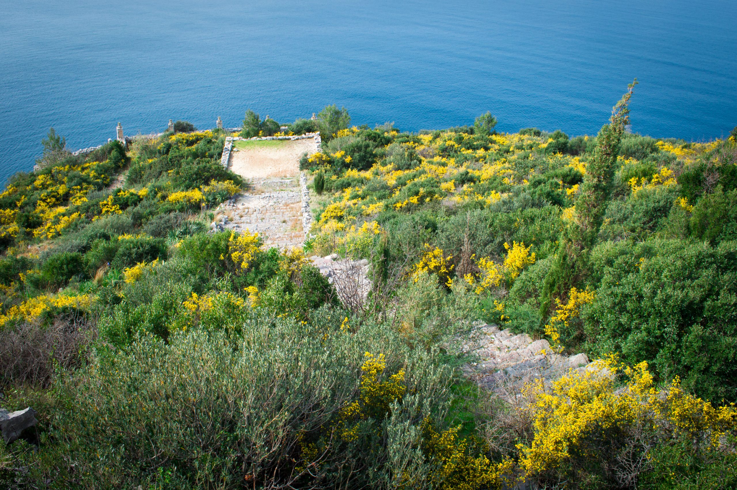 Plants - Mediterranean Forest
