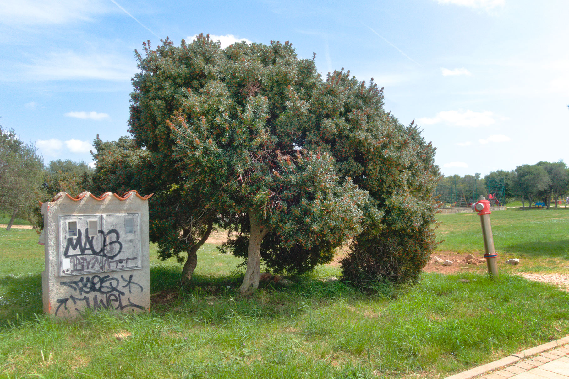 Lentisk - Mediterranean Forest