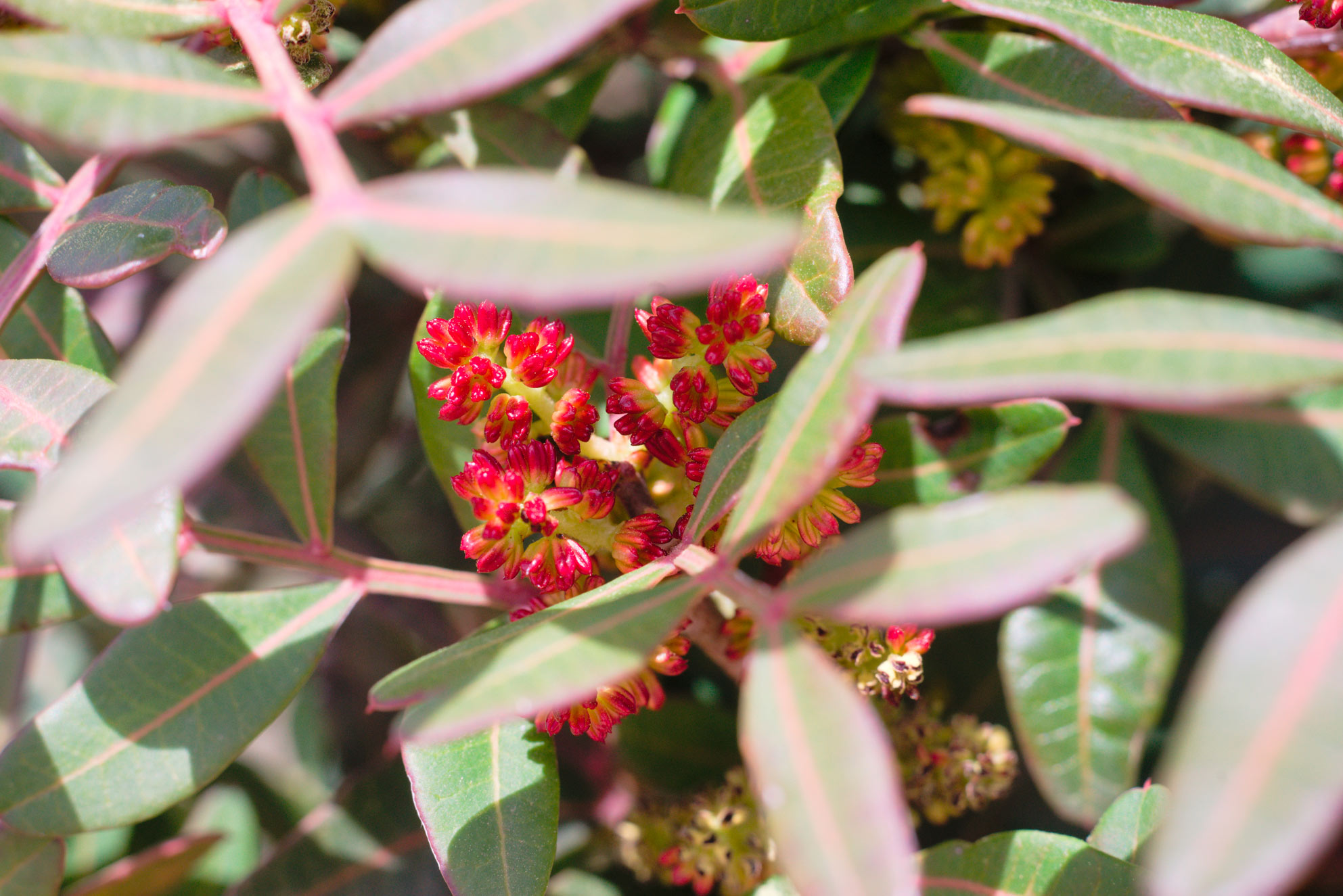 Lentisk - Mediterranean Forest