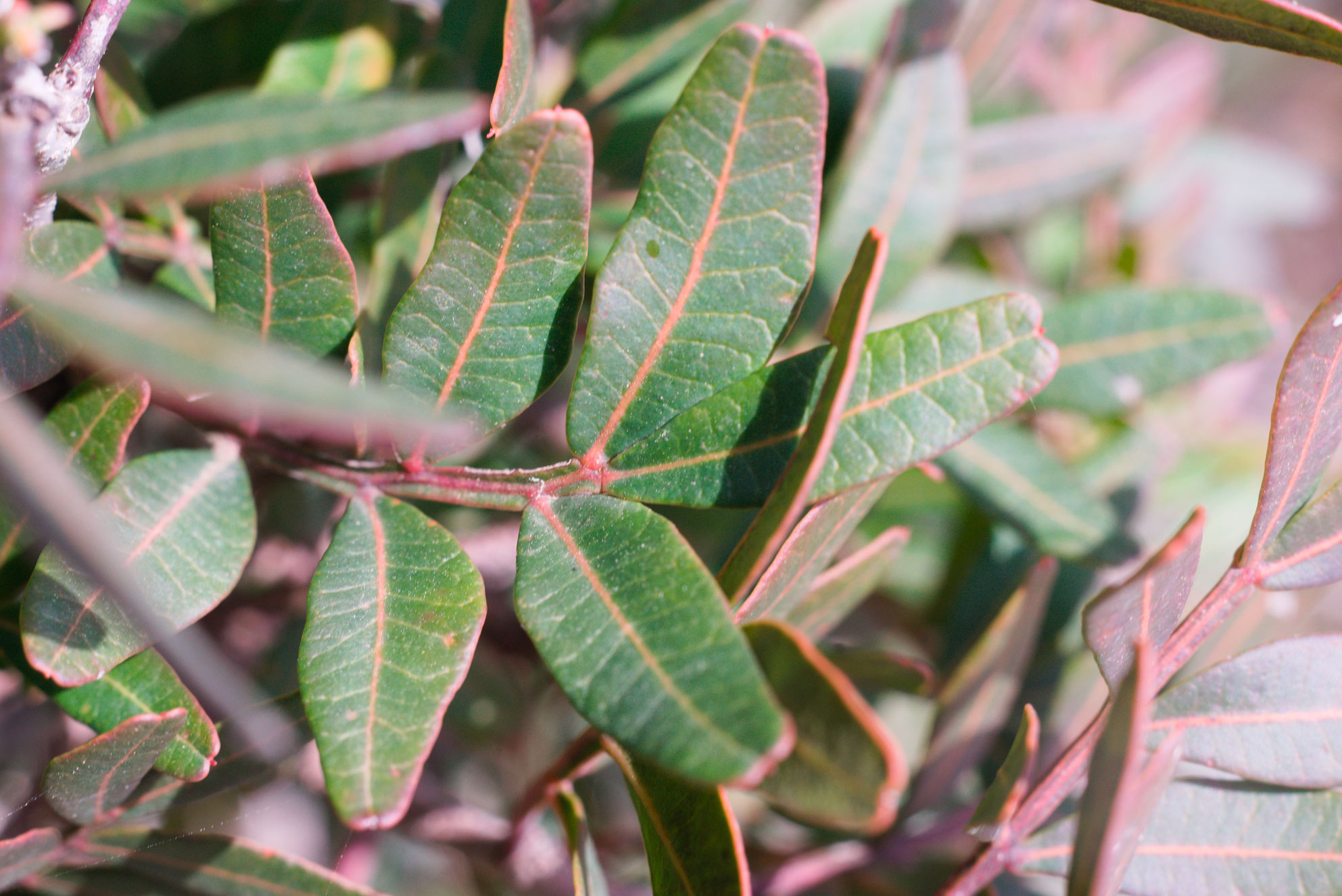 Lentisk - Mediterranean Forest