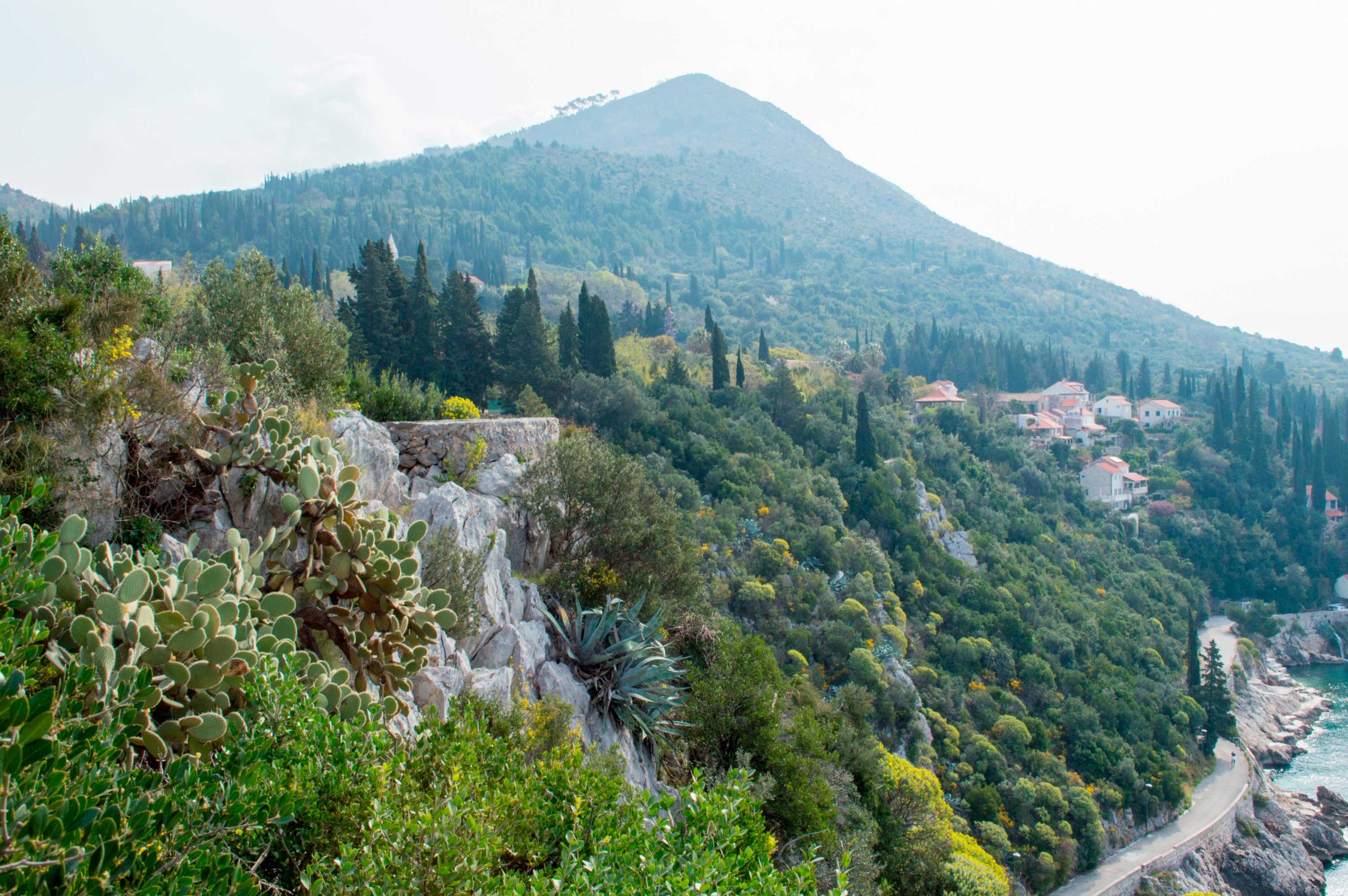 Mediterranean forest - Mediterranean Forest