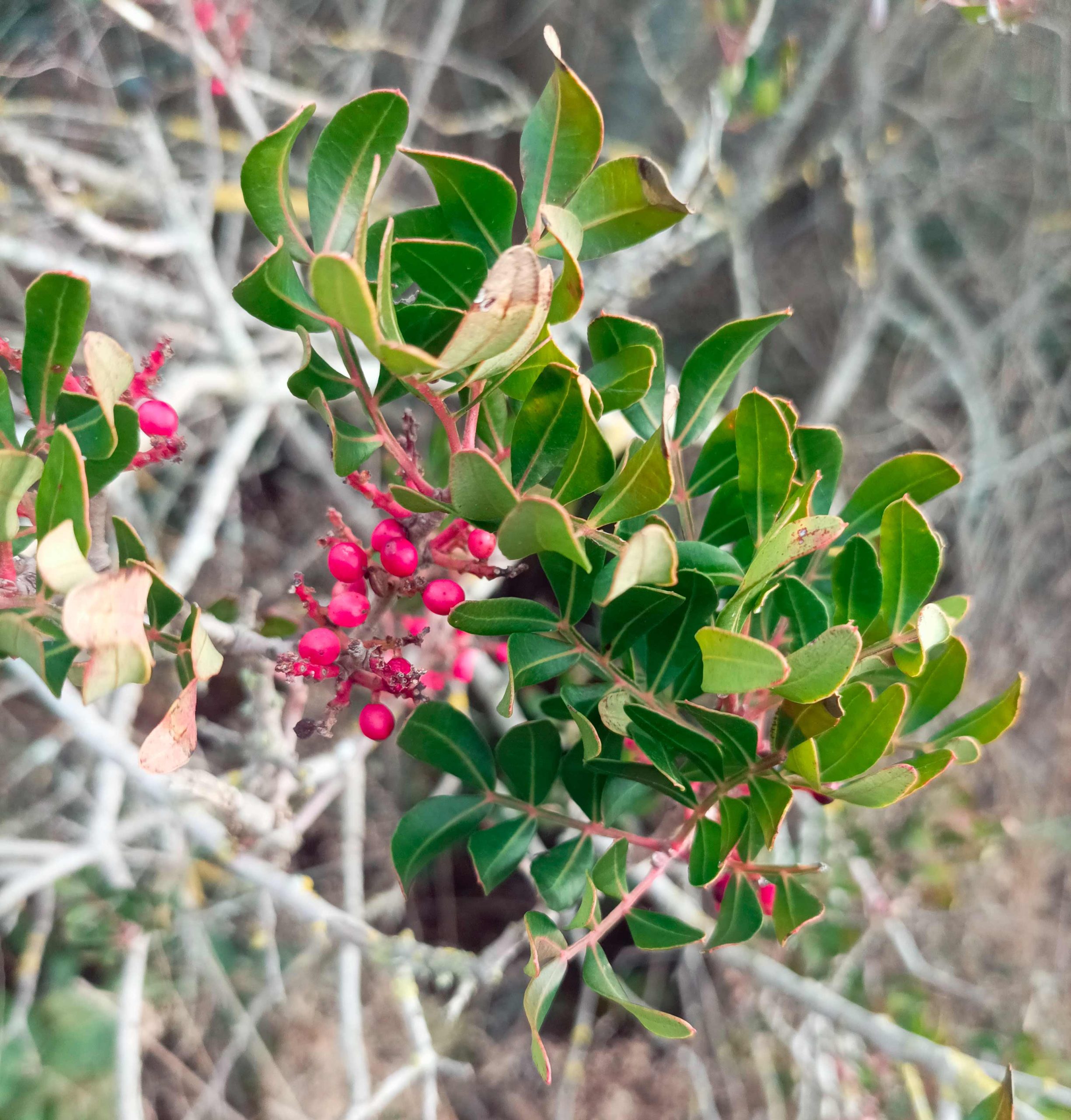 Lentisk - Mediterranean Forest