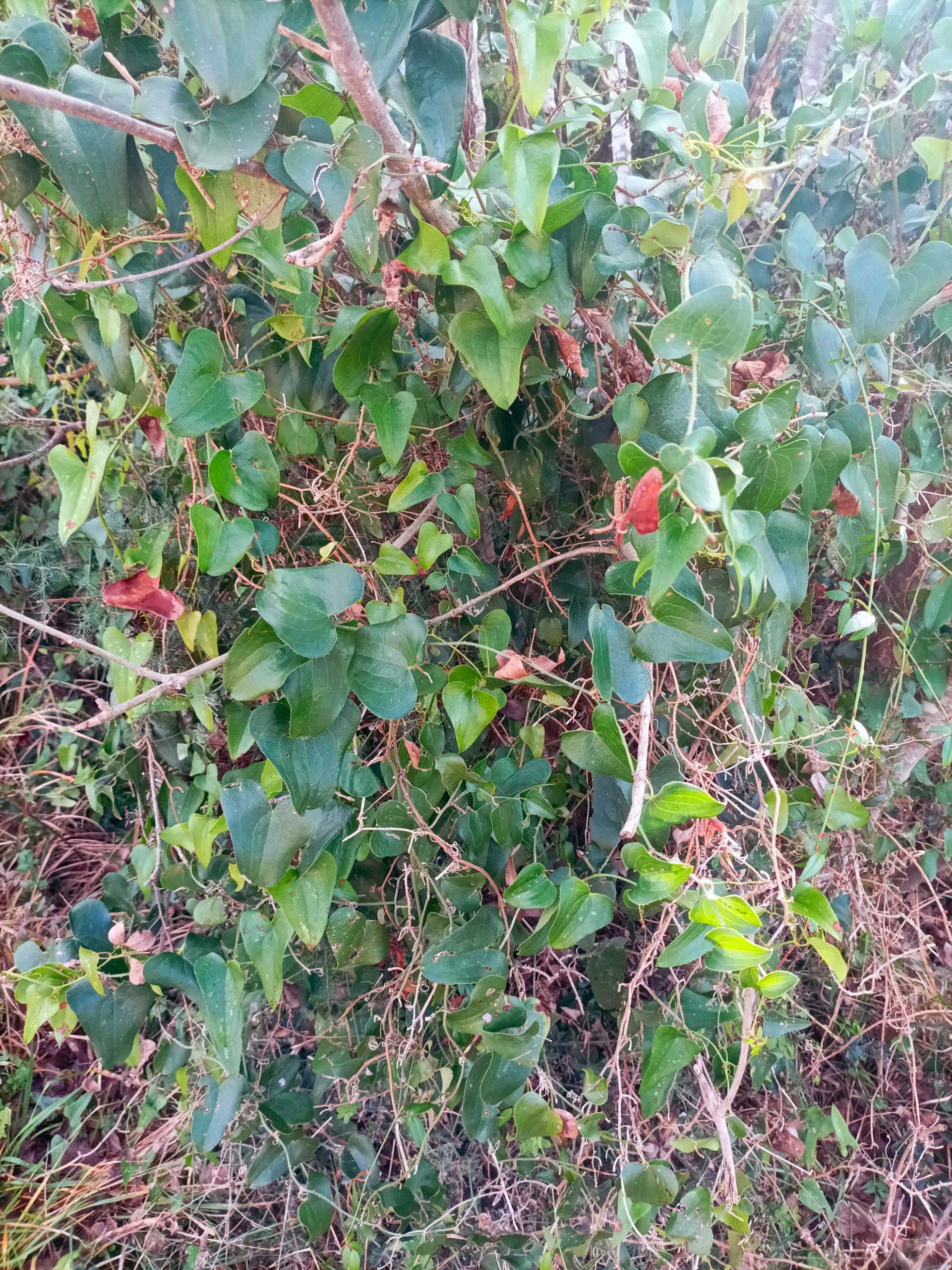 Common Smilax - Mediterranean Forest