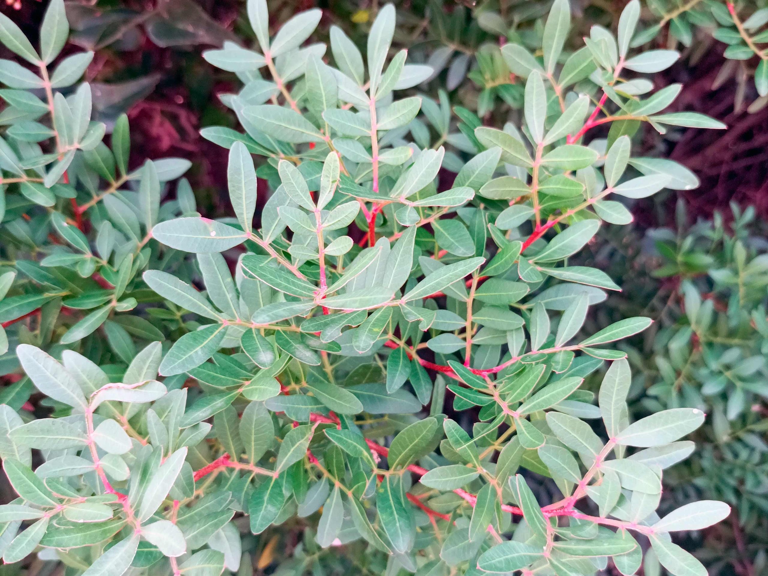 Lentisk - Mediterranean Forest